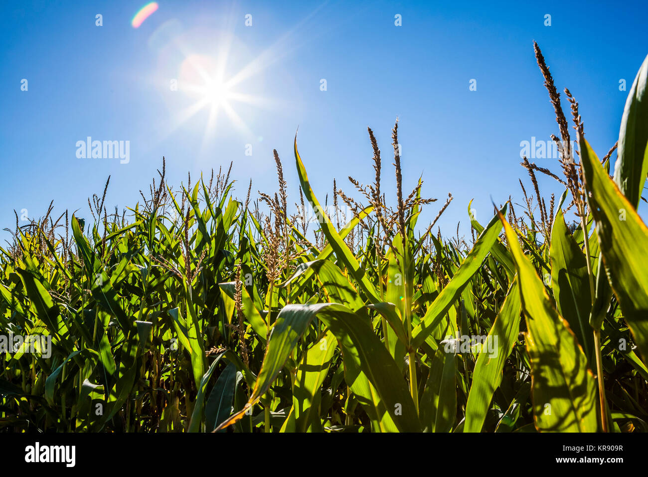 The sun shining down on corn plants in a corn field Stock Photo - Alamy