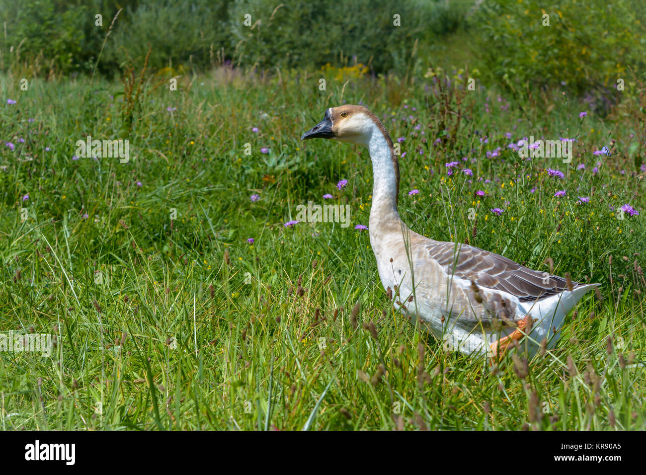 brown humpback goose Stock Photo - Alamy