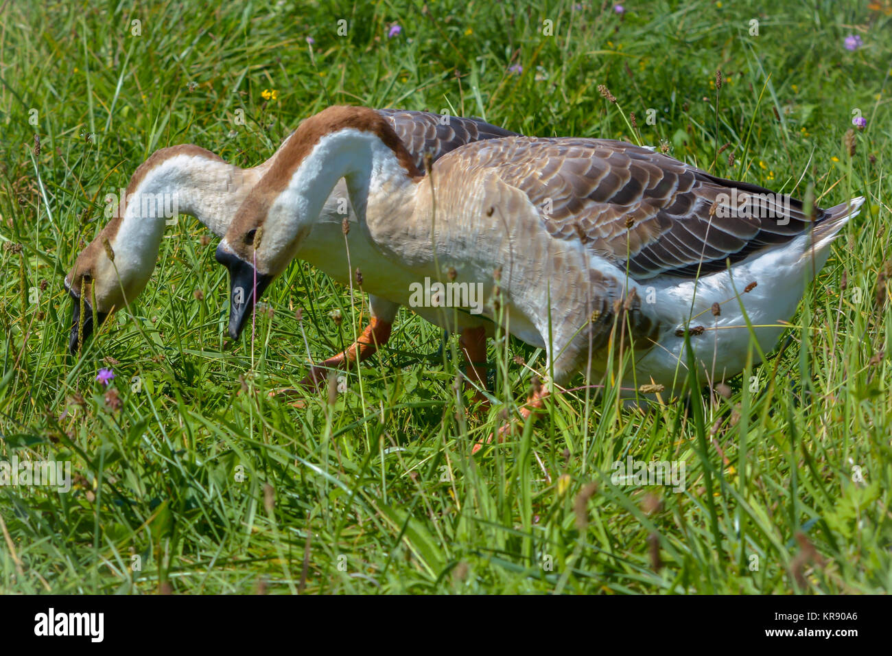 brown humpback goose Stock Photo - Alamy