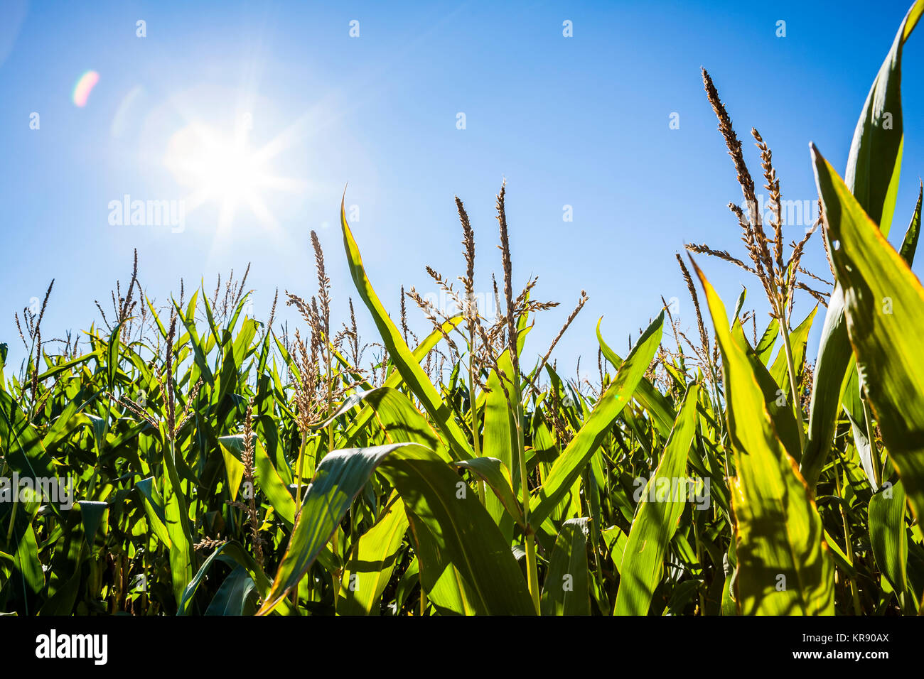 The sun shining down on corn plants in a corn field Stock Photo - Alamy