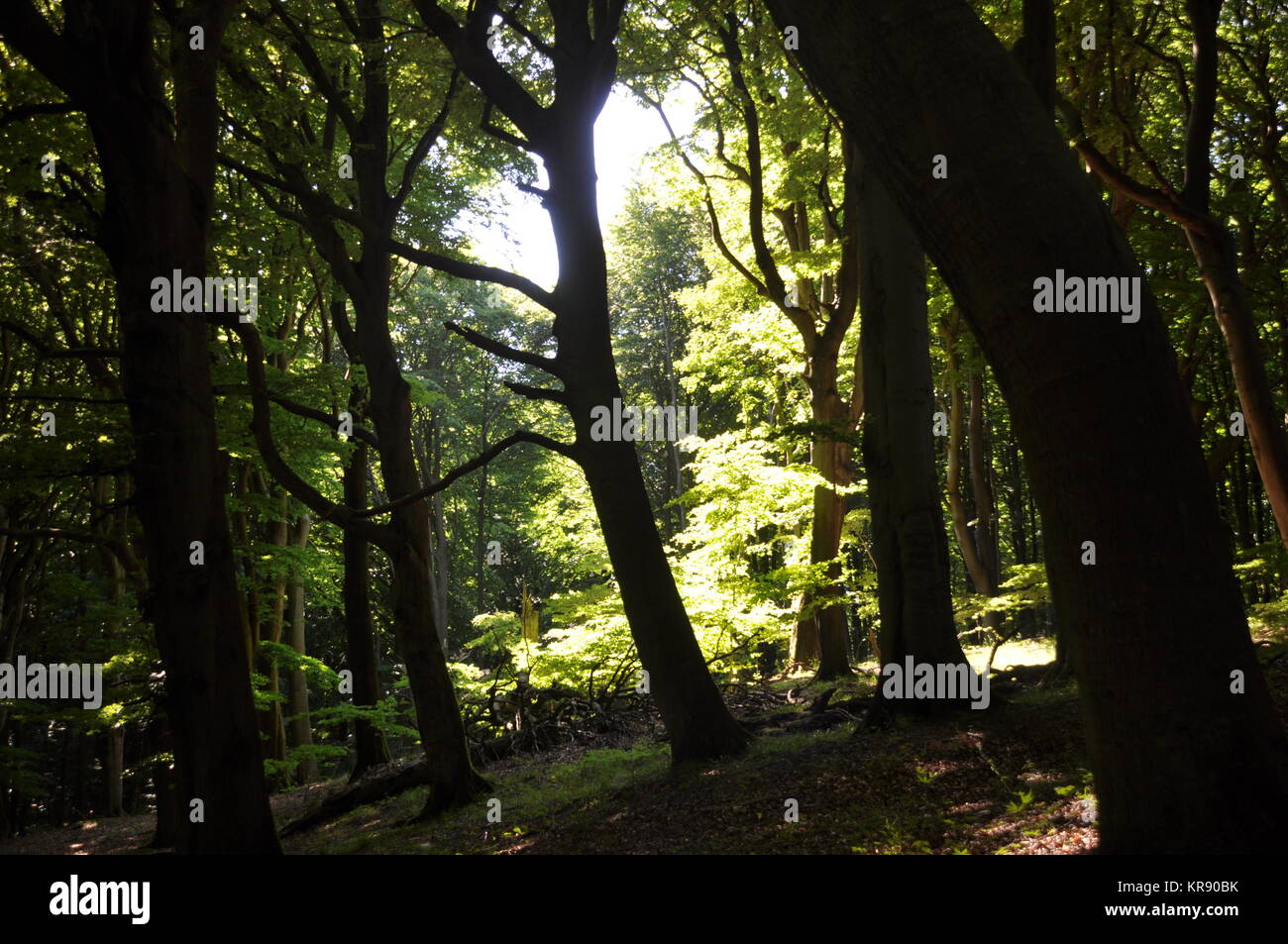 glade in the forest Stock Photo - Alamy