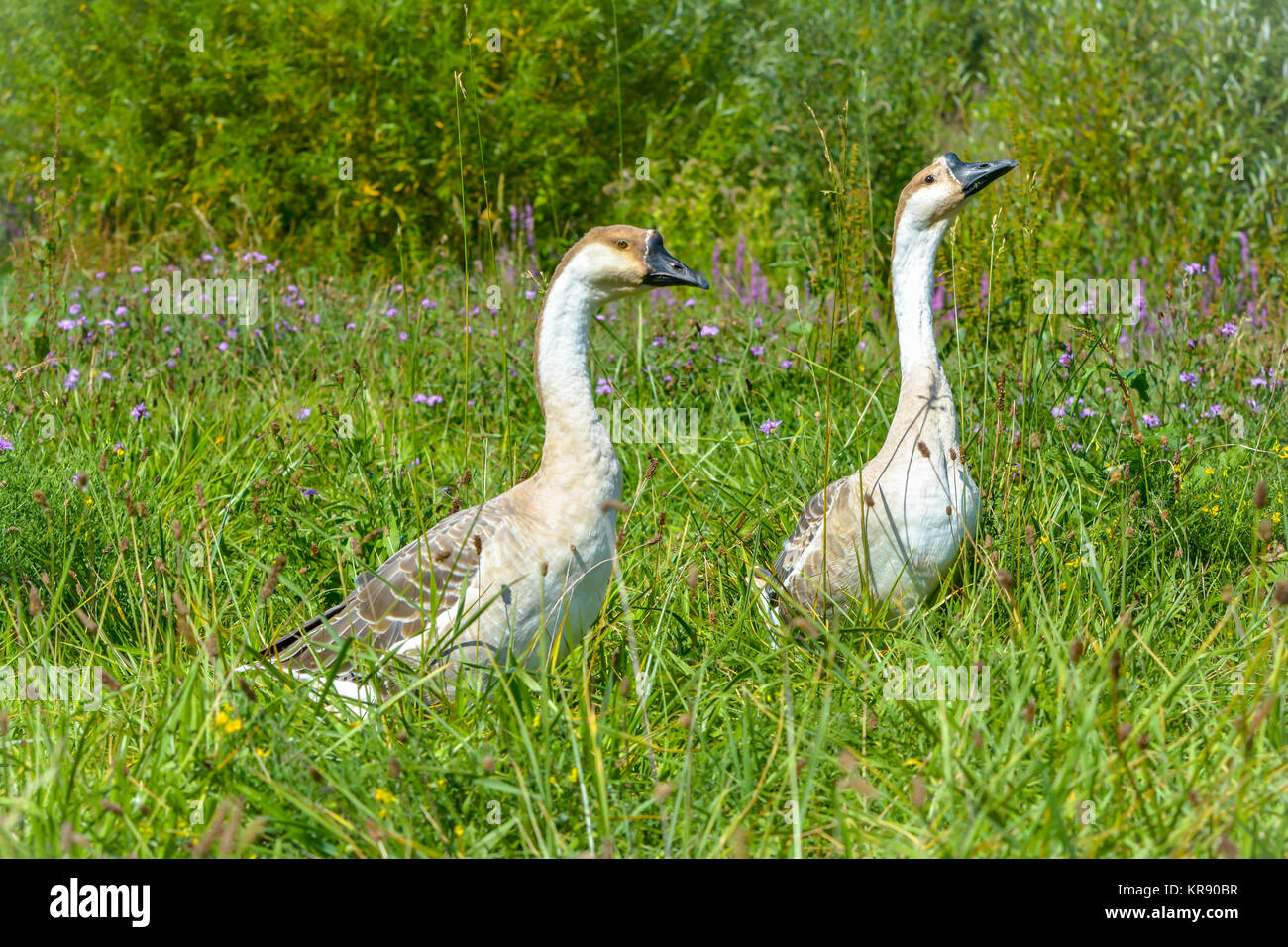 brown humpback goose Stock Photo - Alamy