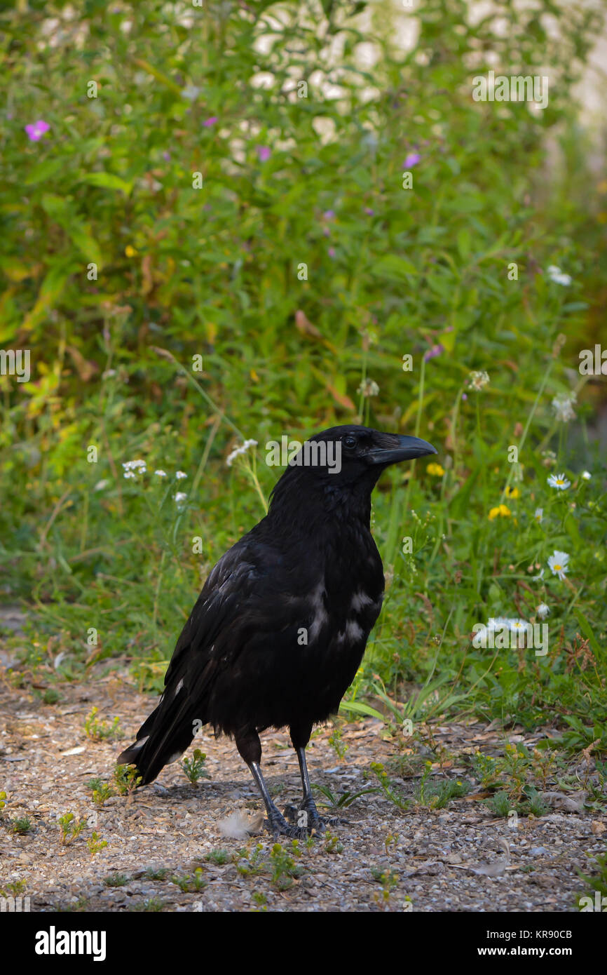 crow in the moult Stock Photo - Alamy