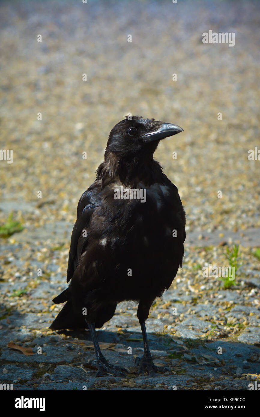crow in the moult Stock Photo - Alamy