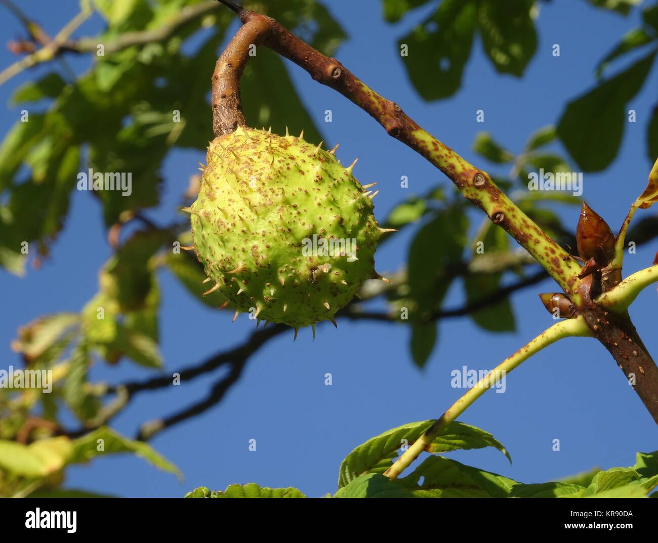 chestnut at the tree Stock Photo - Alamy