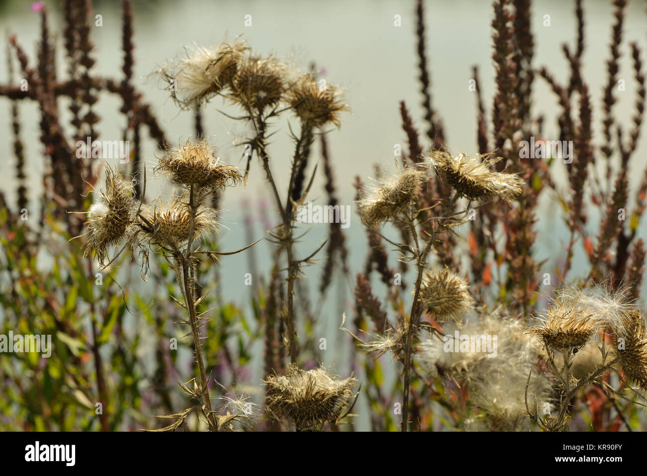 Riverside bloom hi-res stock photography and images - Alamy