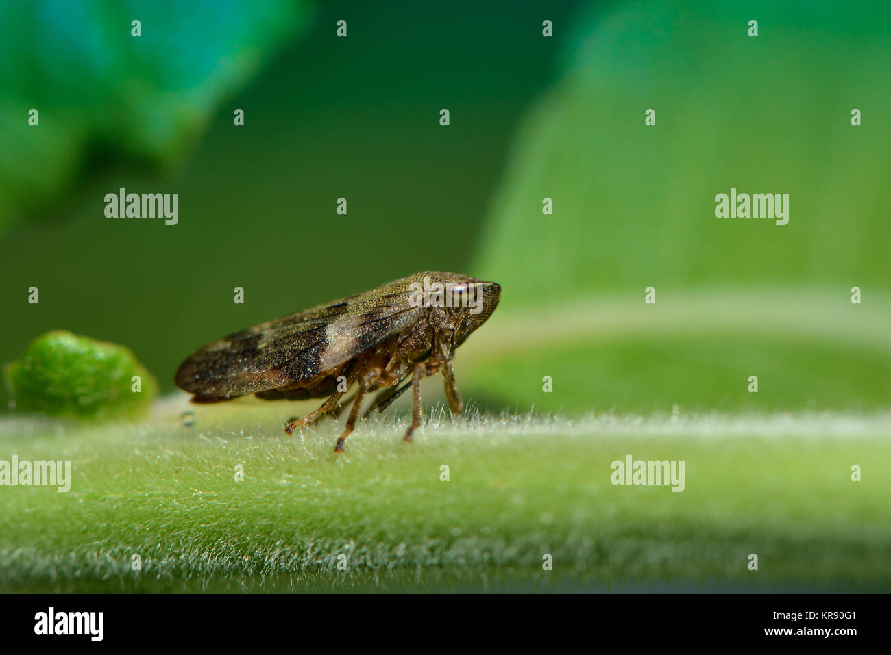 cicada on plant stem Stock Photo - Alamy