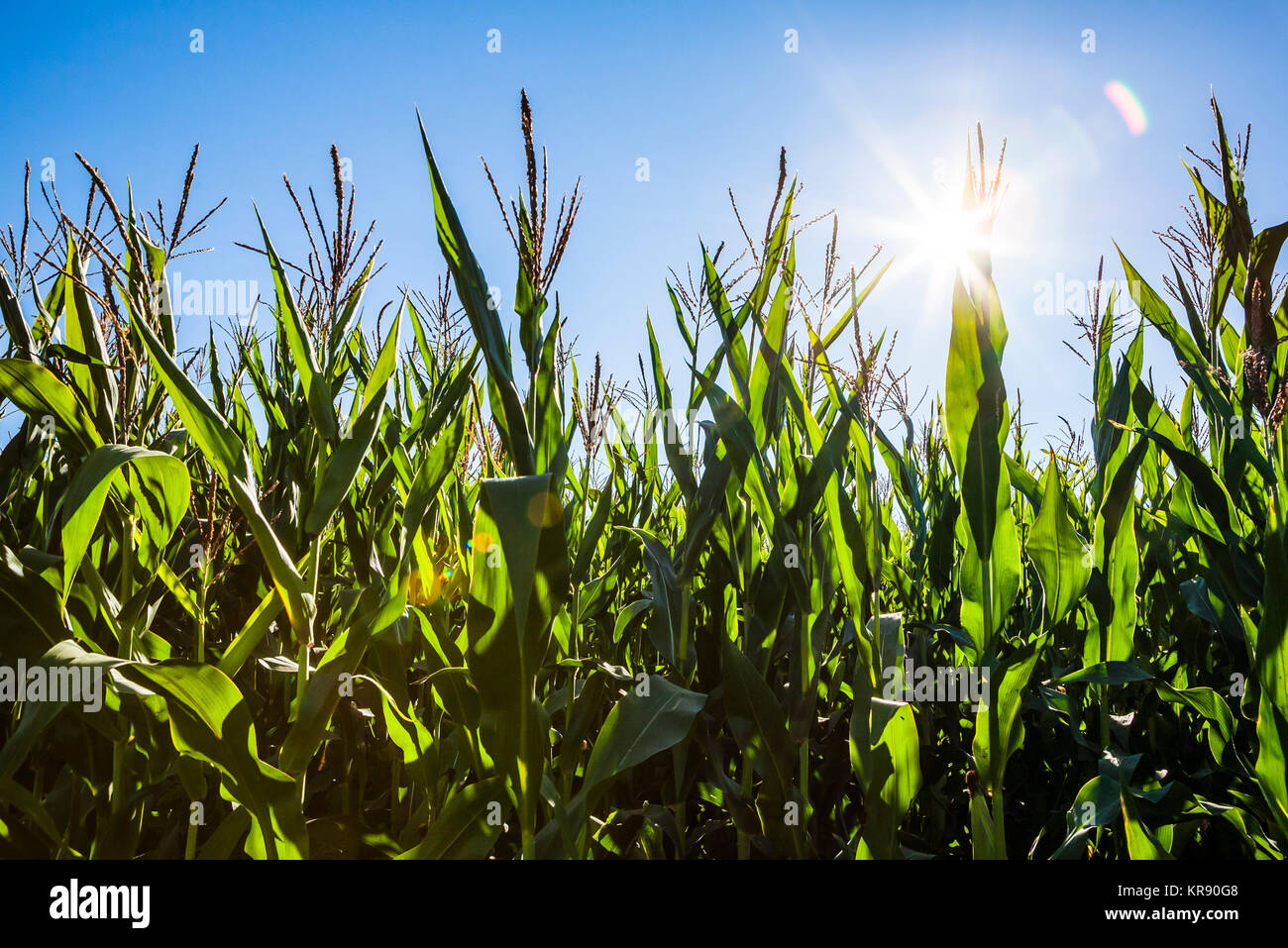 Sun Shining On Plants High Resolution Stock Photography and Images - Alamy