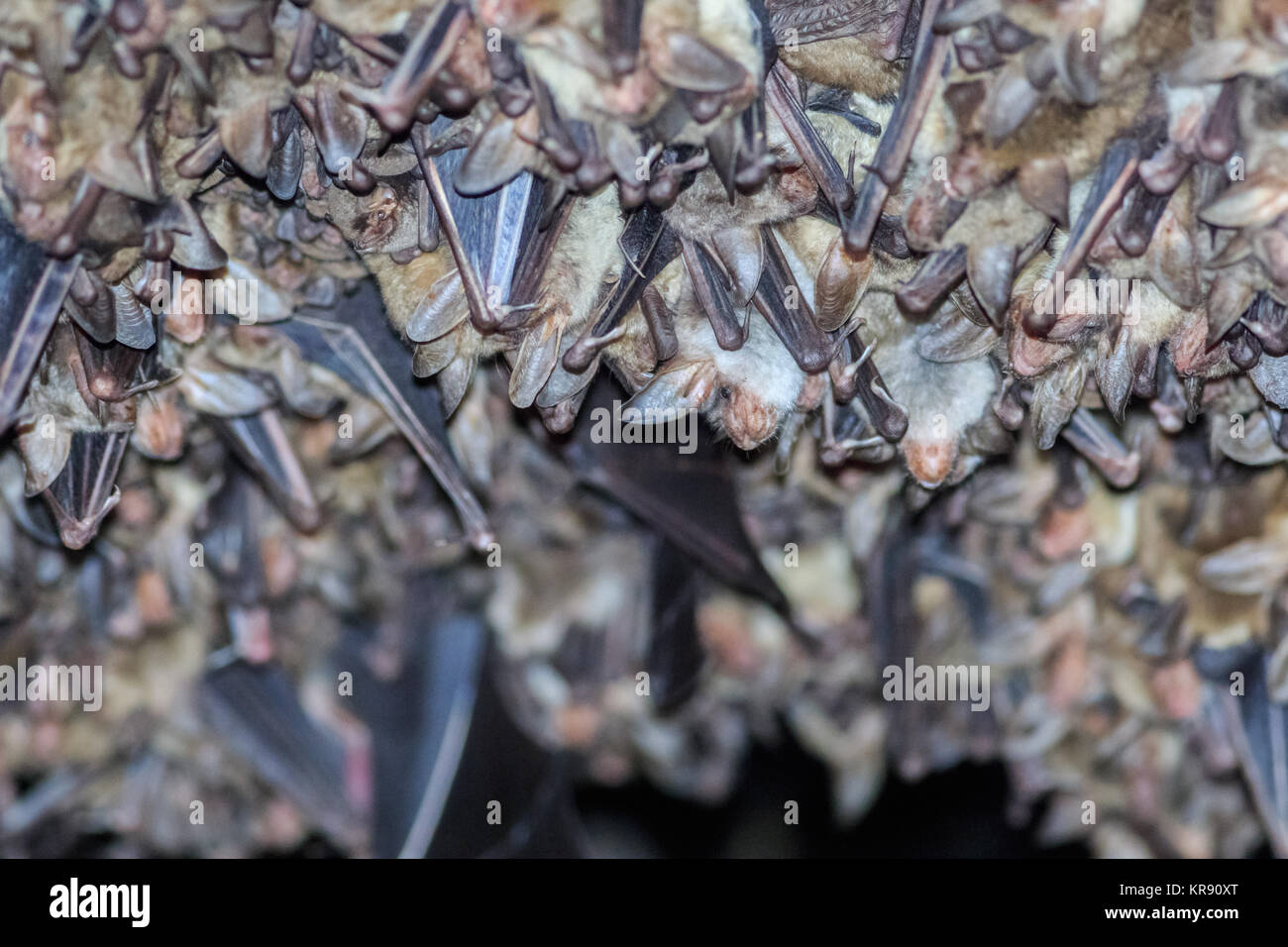 Groups of sleeping bats in cave Stock Photo - Alamy