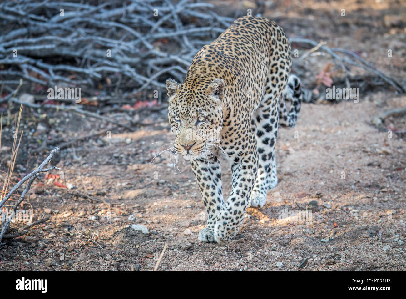 Leopard walking towards the camera Stock Photo - Alamy