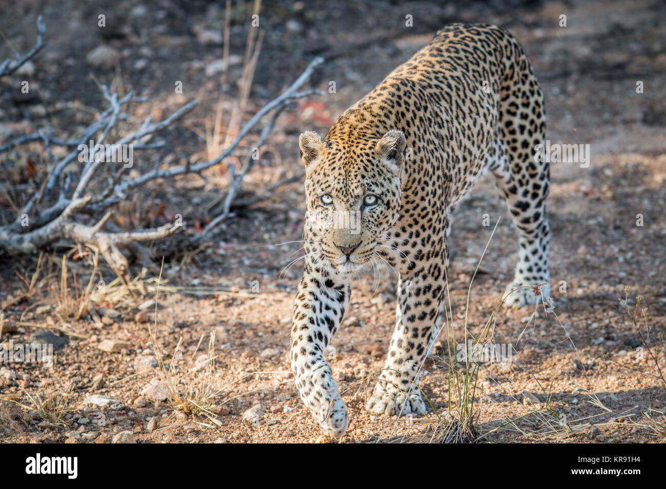Leopard walking towards the camera Stock Photo - Alamy