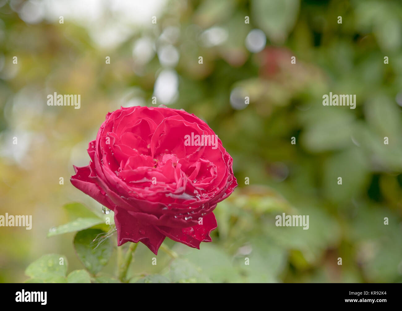 Red roses Beautiful natural background Stock Photo - Alamy