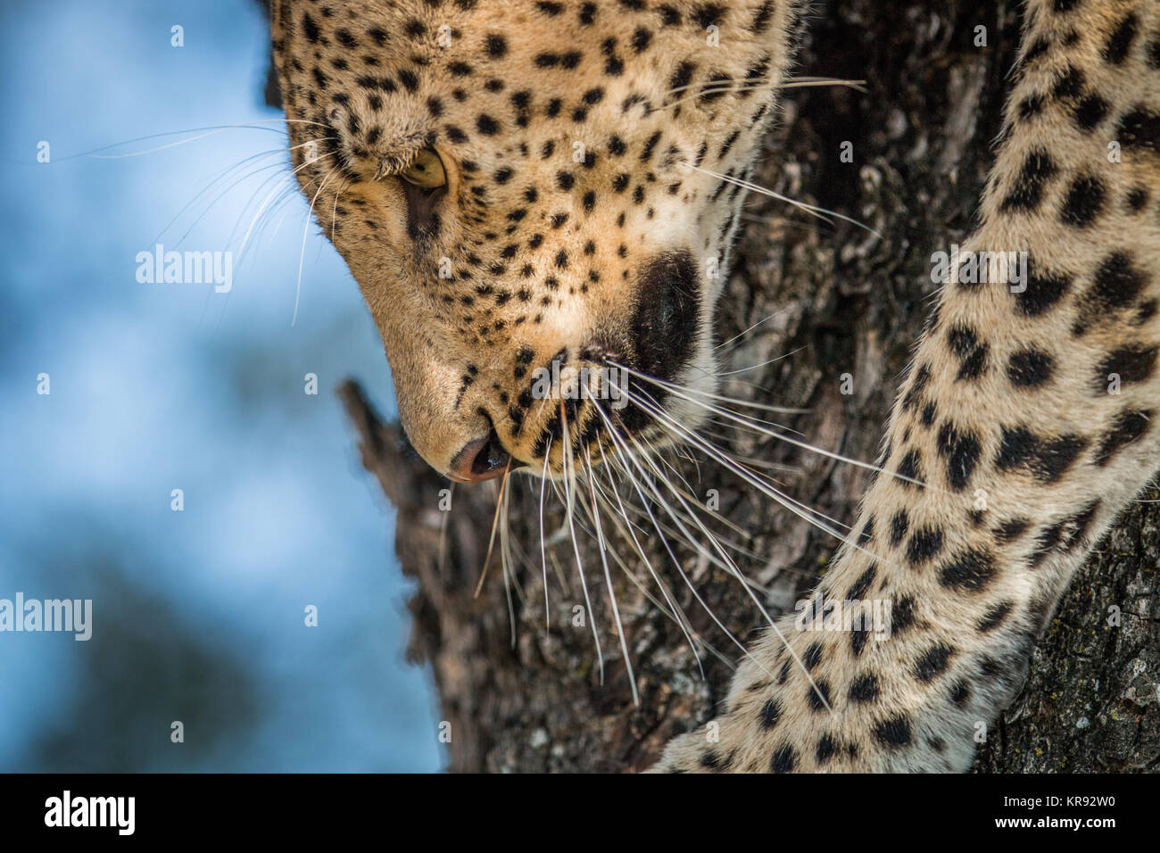 A close up of a Leopard going down a tree Stock Photo - Alamy