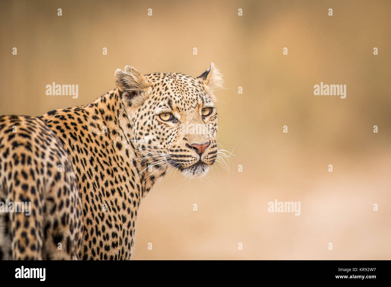 A Leopard looking back in the Kruger Stock Photo - Alamy