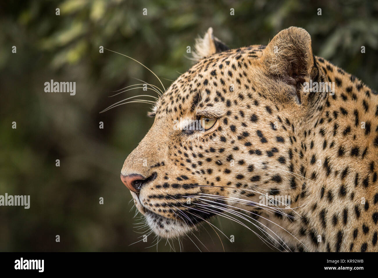 Side profile of a Leopard in the Kruger Stock Photo - Alamy