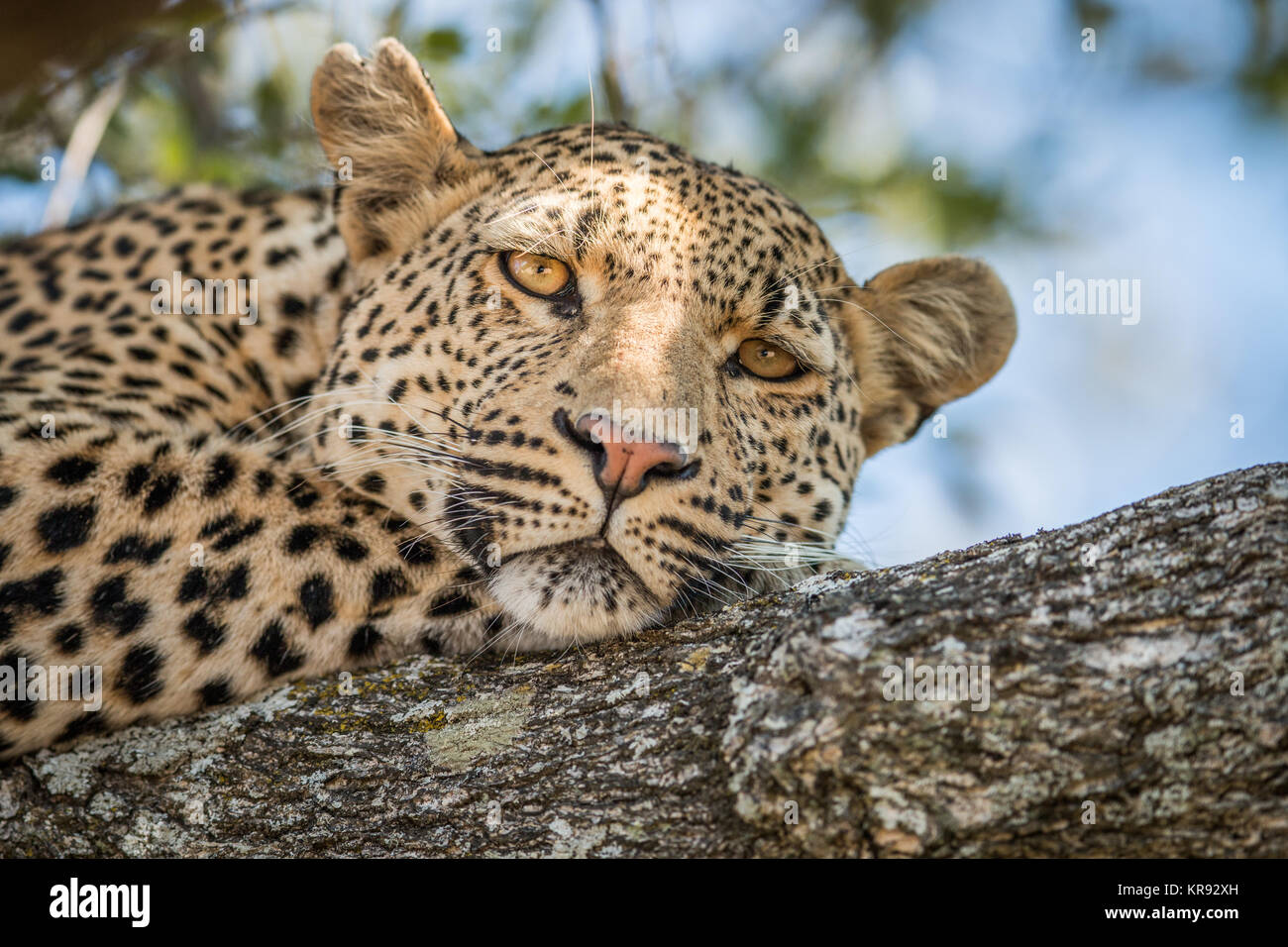 Leopard In A Tree