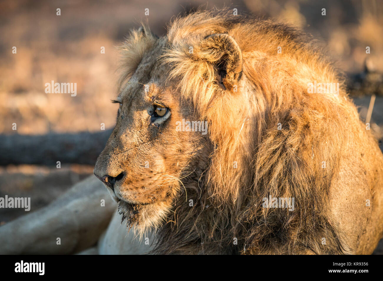 Side profile of a male Lion in the Kruger Stock Photo - Alamy