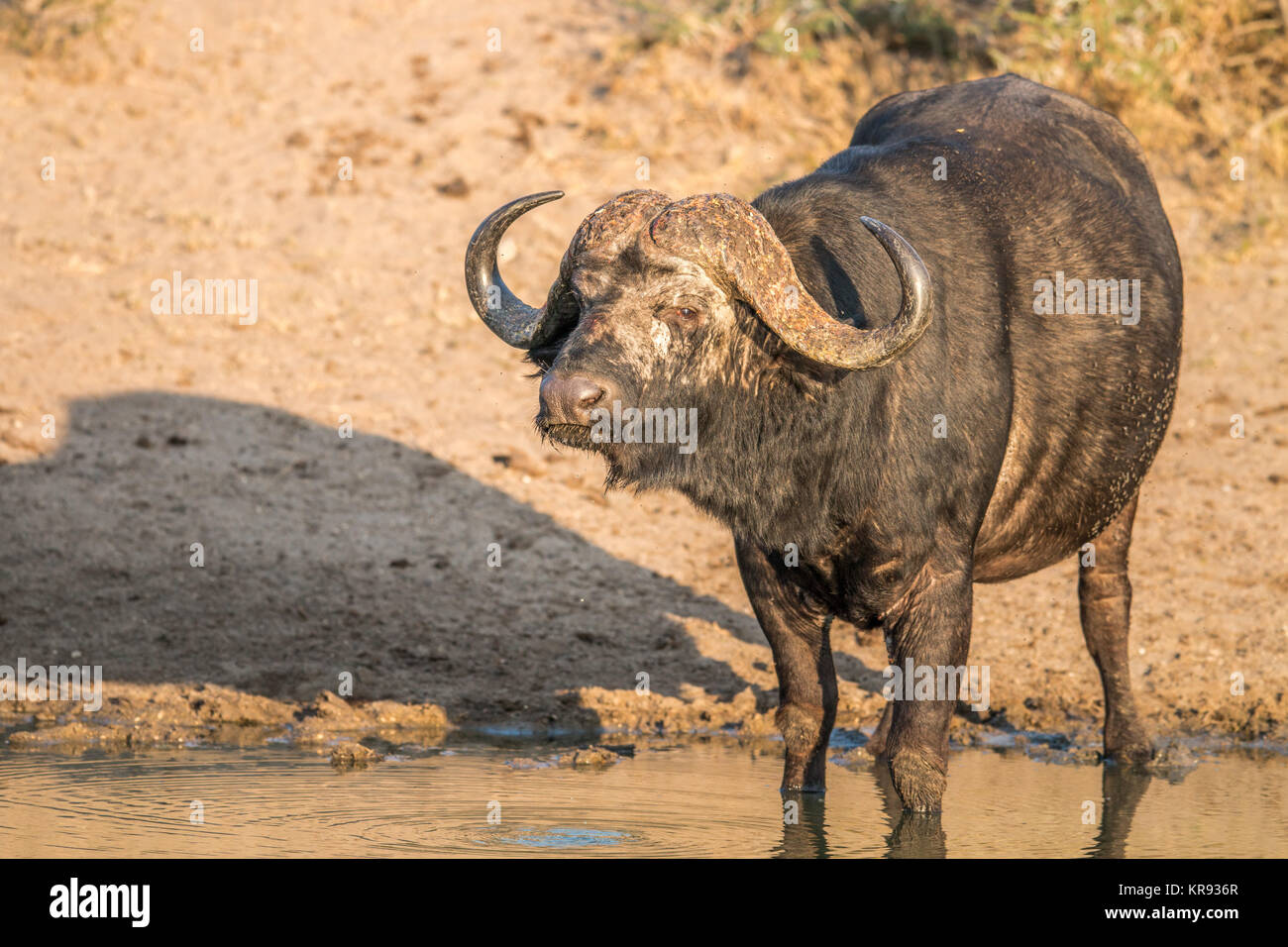 Bull picture hi-res stock photography and images - Alamy
