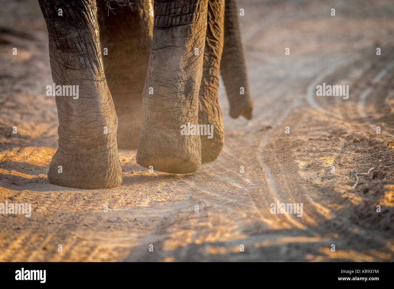 Close up of Elephant feet in the Kruger Stock Photo - Alamy