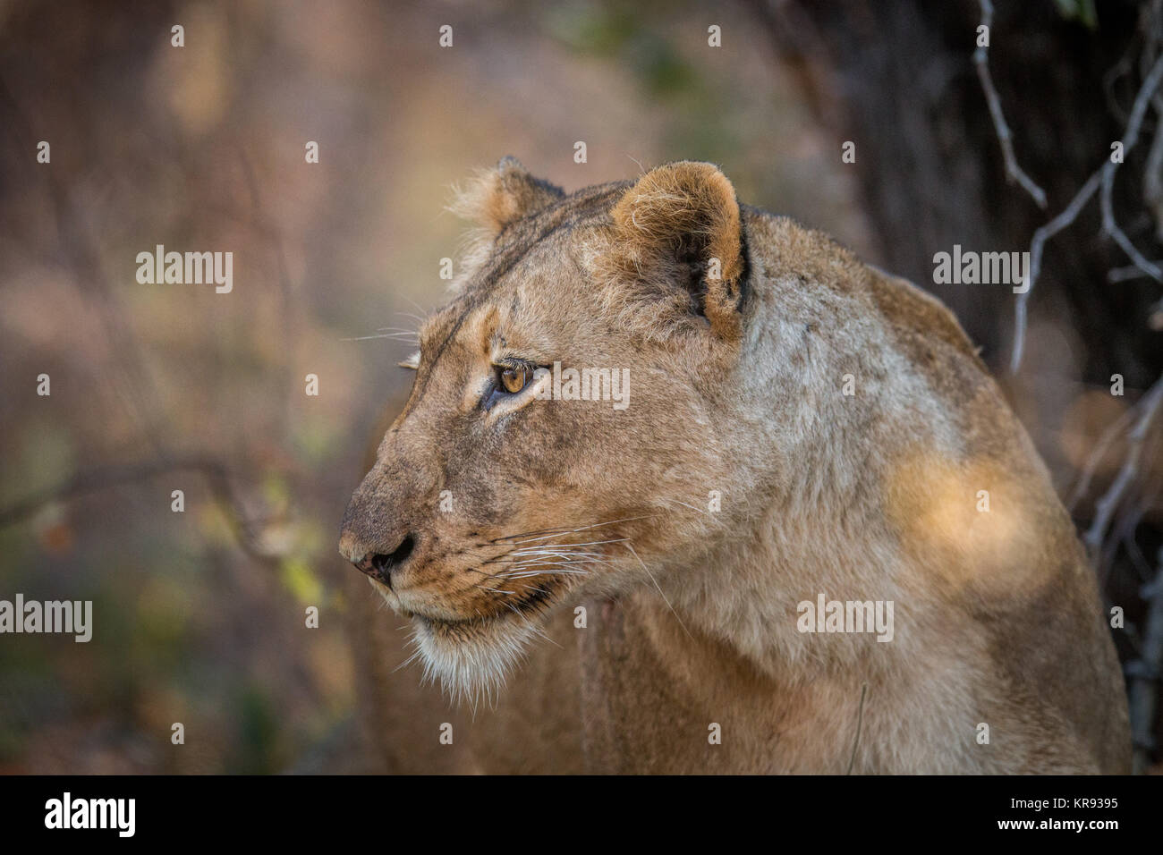 Side profile of a Lion in the Kruger Stock Photo - Alamy