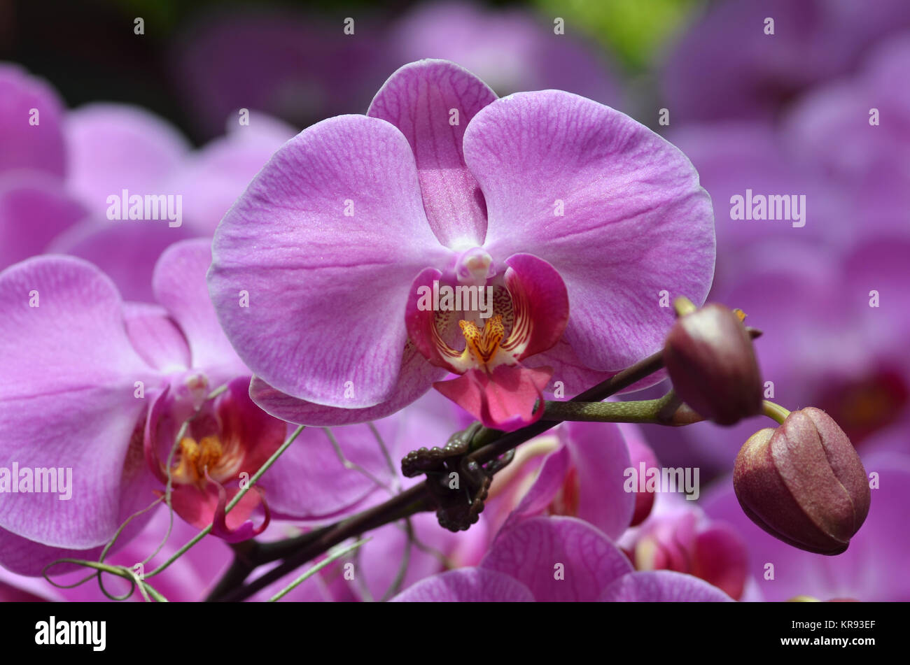 Beautiful purple orchid, phalaenopsis Stock Photo - Alamy
