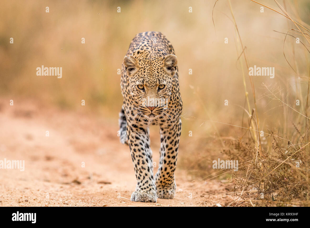 Leopard walking towards the camera Stock Photo - Alamy
