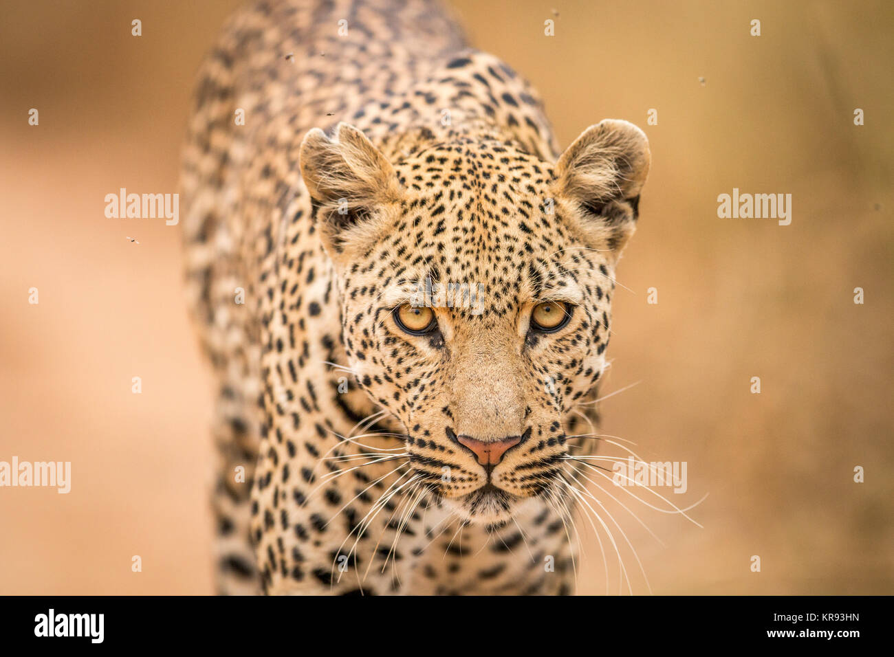 Leopard starring at the camera Stock Photo - Alamy