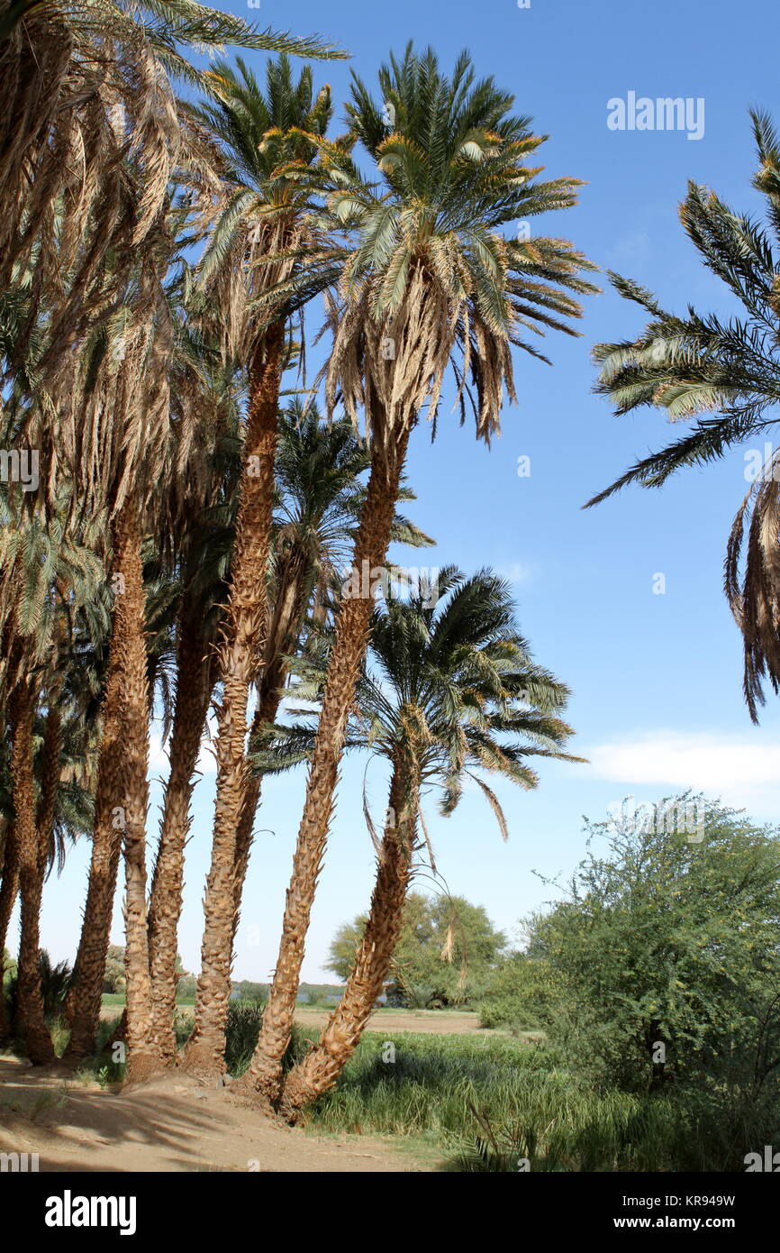 palm trees on the nile in sudan Stock Photo - Alamy