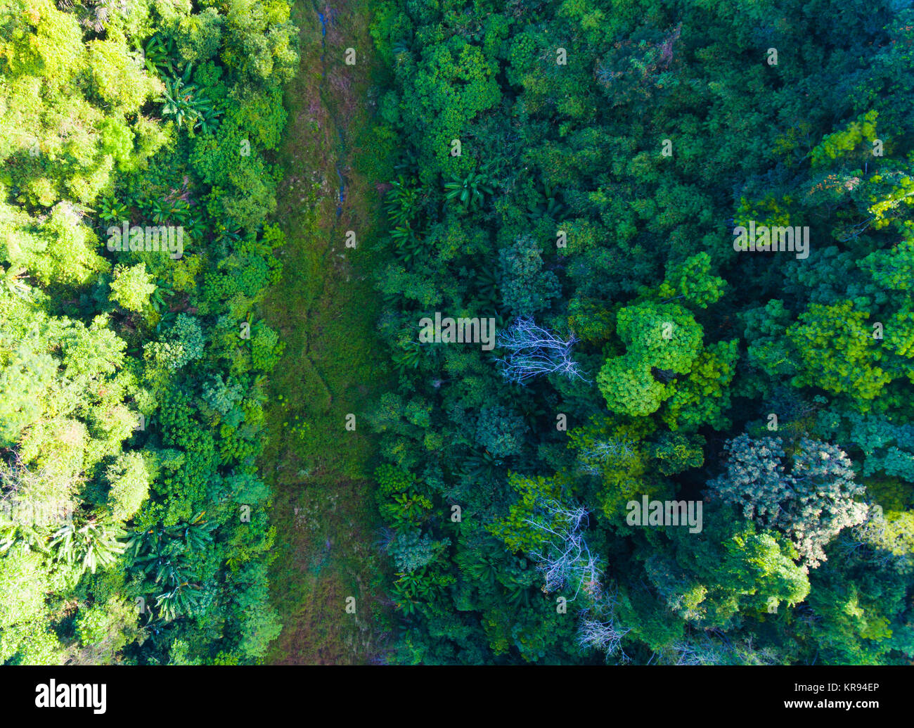 Aerial view of tree for background Stock Photo - Alamy