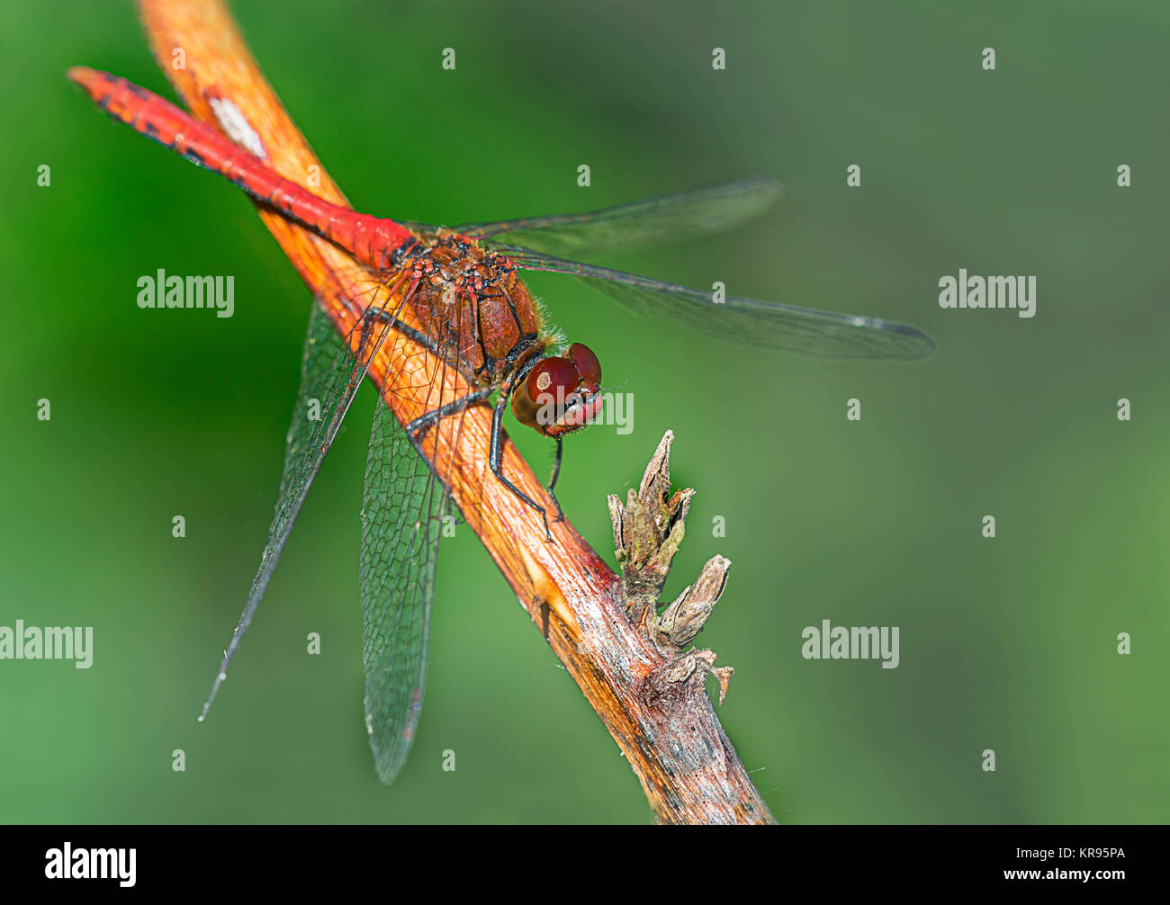 Sympeturm sanguineum hi-res stock photography and images - Alamy