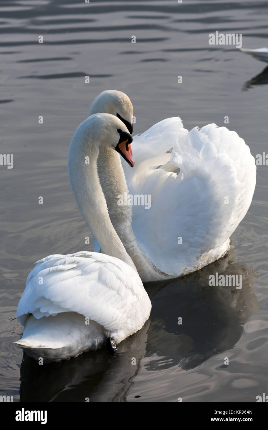 Beautiful black swan swims on hi-res stock photography and images - Alamy
