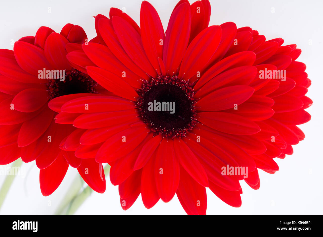 red gerbera daisy flower Stock Photo - Alamy
