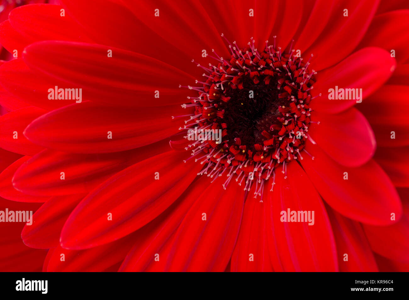 red gerbera daisy flower Stock Photo - Alamy