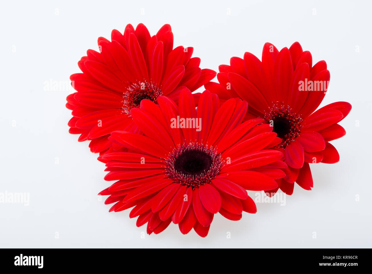 red gerbera daisy flower Stock Photo - Alamy