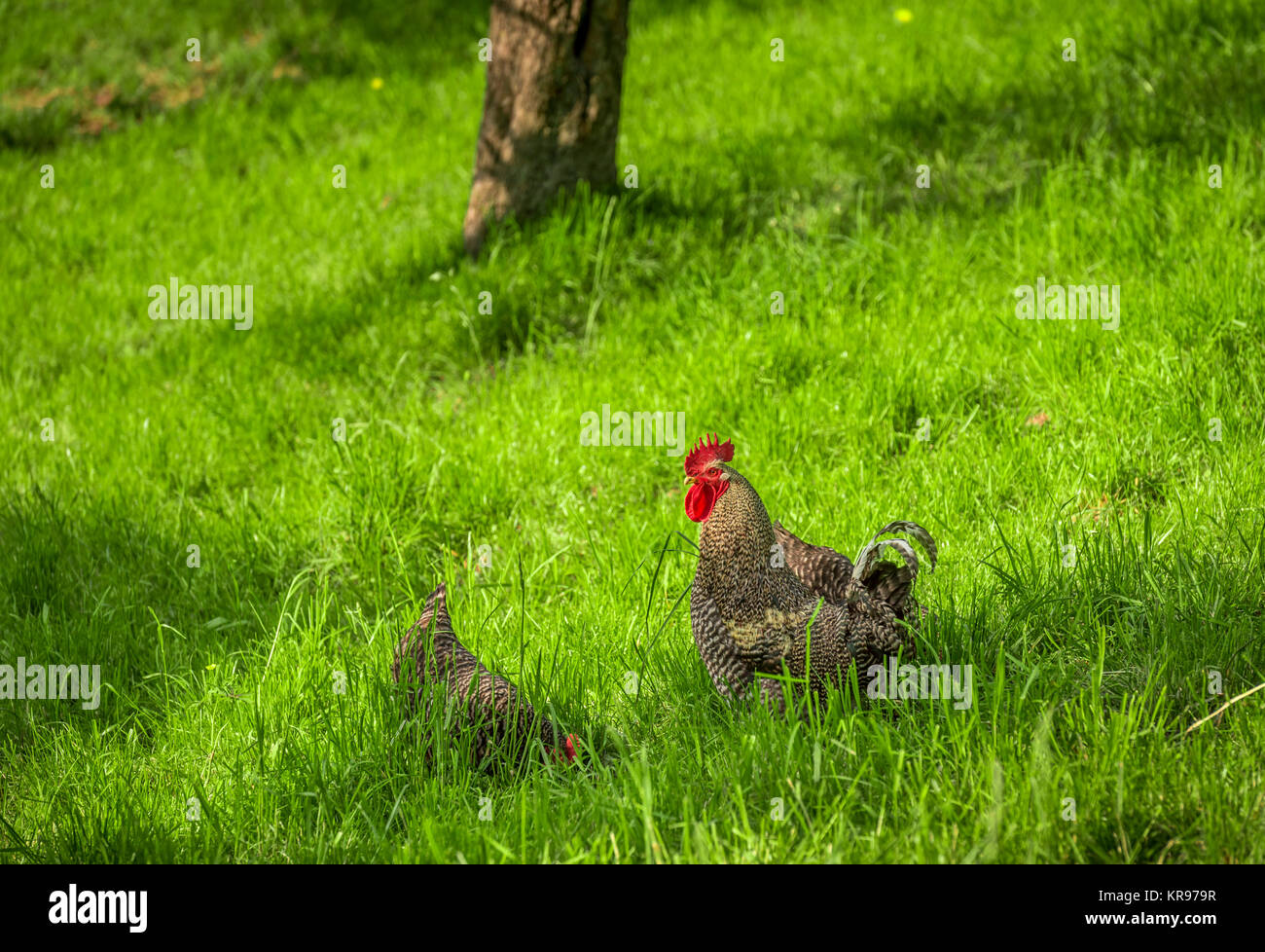 Mottled rooster in green meadow Stock Photo - Alamy