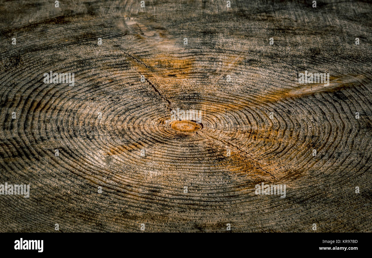 Inside tree background Stock Photo - Alamy