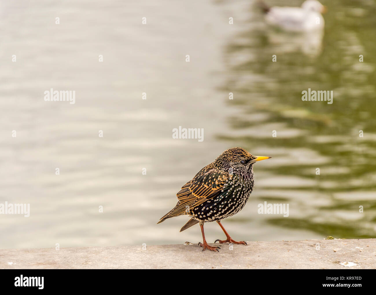 Black white mottled bird hi-res stock photography and images - Alamy