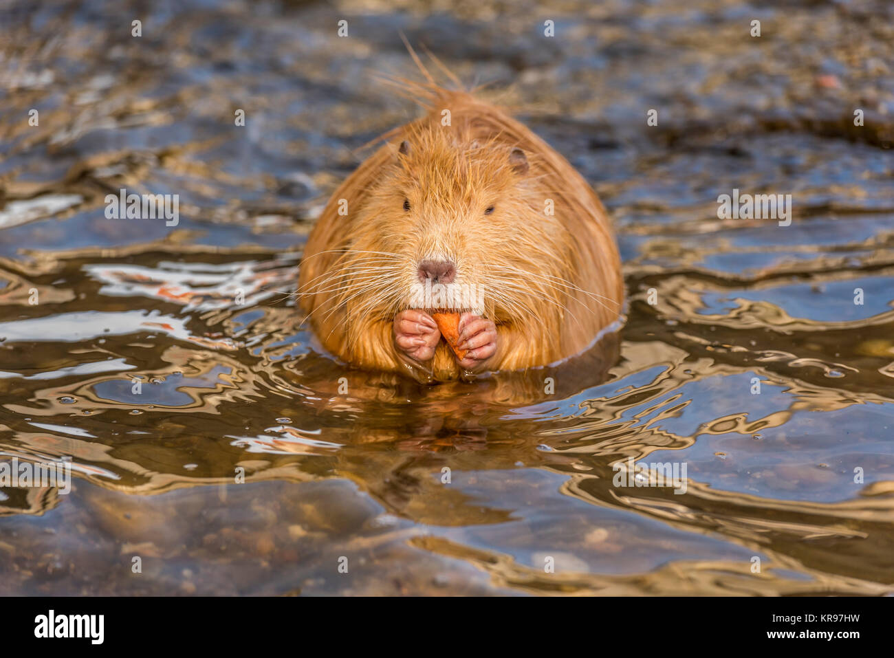 Frontal close up with a Coypu eating Stock Photo - Alamy