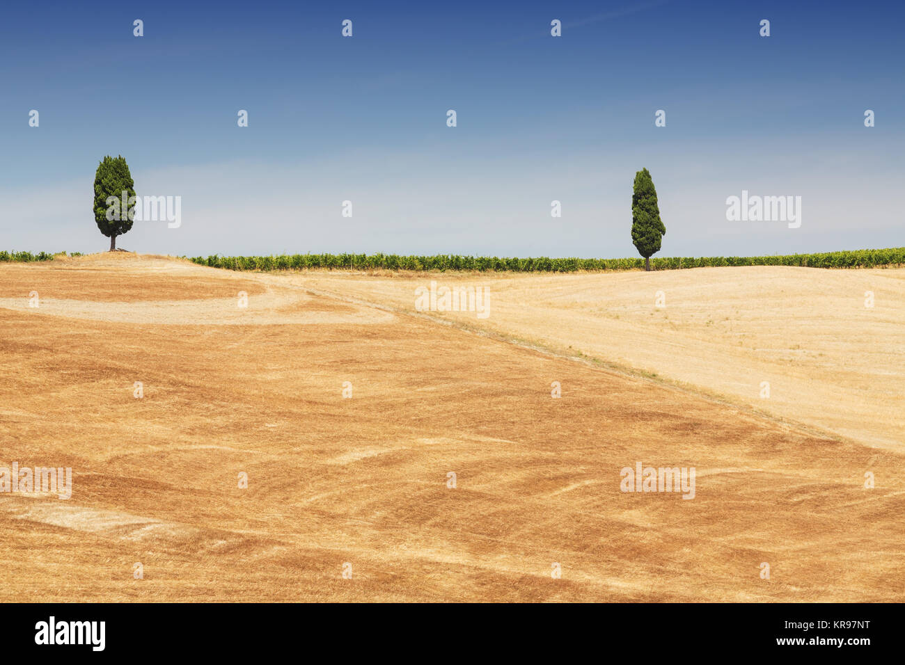 cypresses in tuscany Stock Photo - Alamy