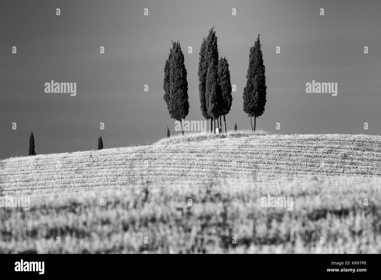 cypresses in tuscany Stock Photo - Alamy