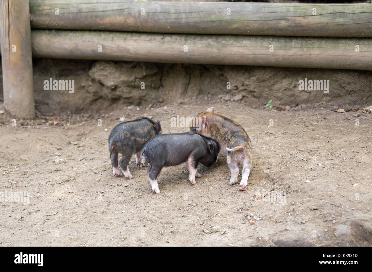 several potbellied pigs (piglets Stock Photo - Alamy