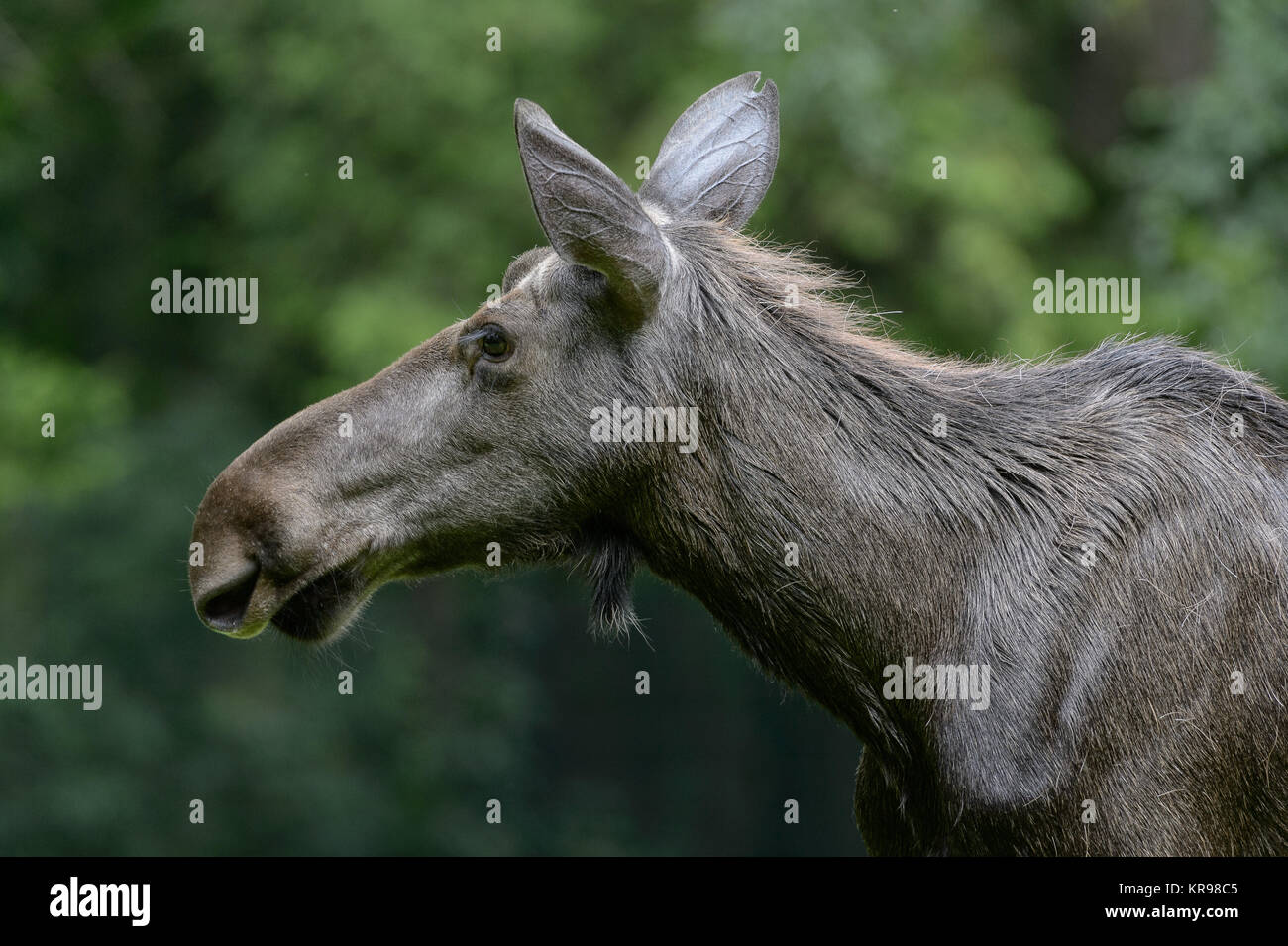 portrait elchkuh on meadow Stock Photo - Alamy