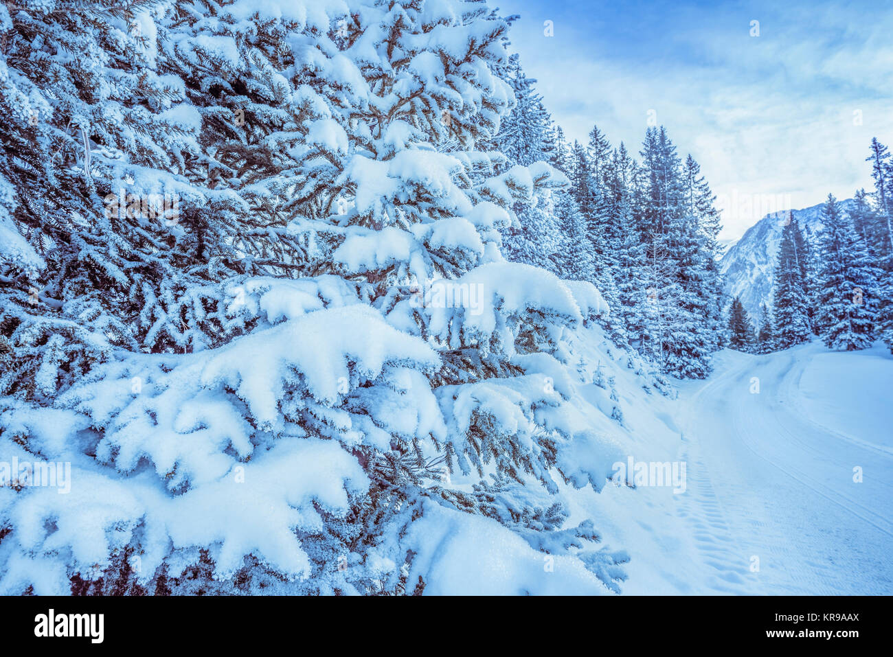 Snowy branches of trees Stock Photo - Alamy