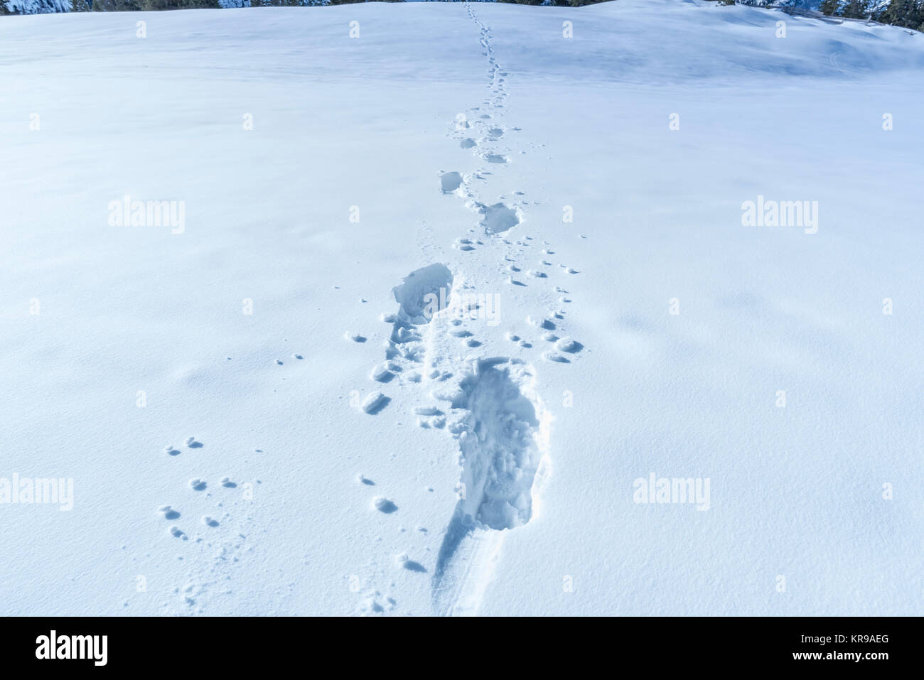 Winter scene with footsteps in the snow Stock Photo - Alamy