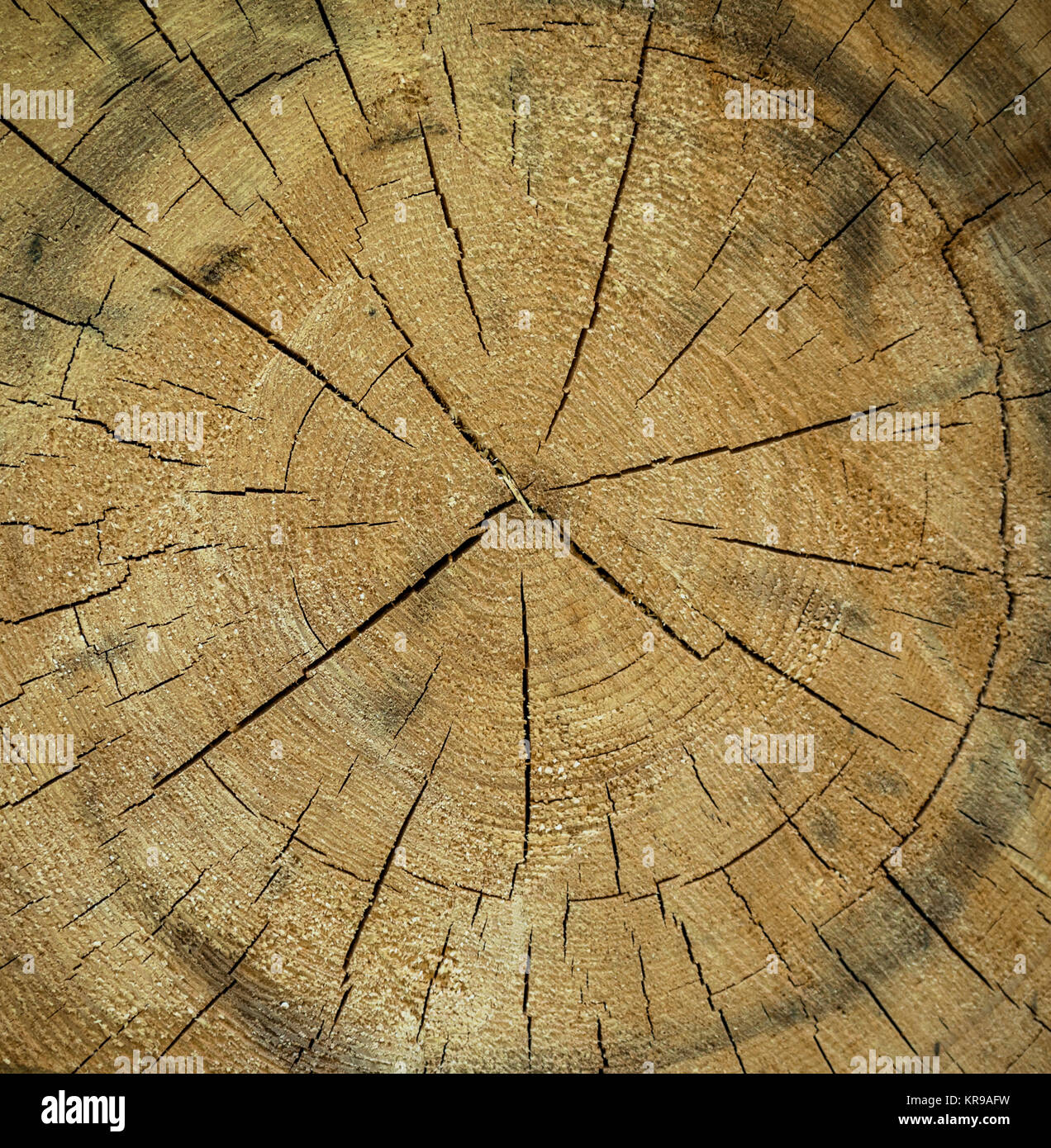 Tree section texture Stock Photo - Alamy