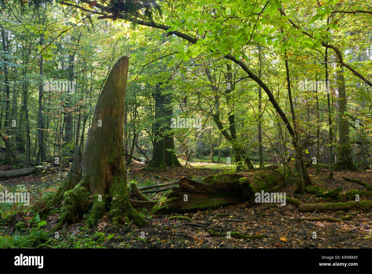 old oak tree broken lying Stock Photo - Alamy