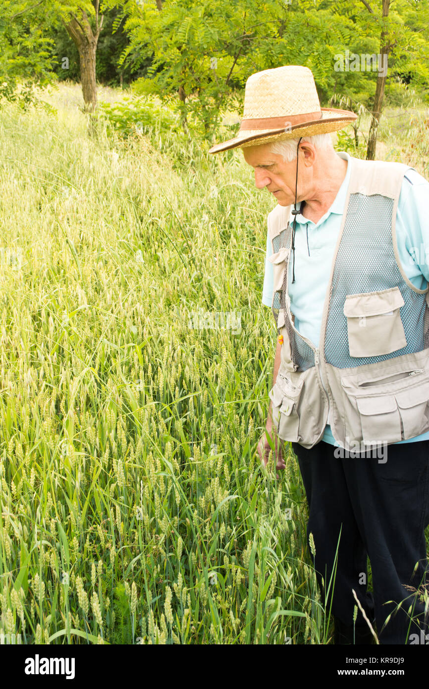 Farmer inspecting crops Stock Photo - Alamy