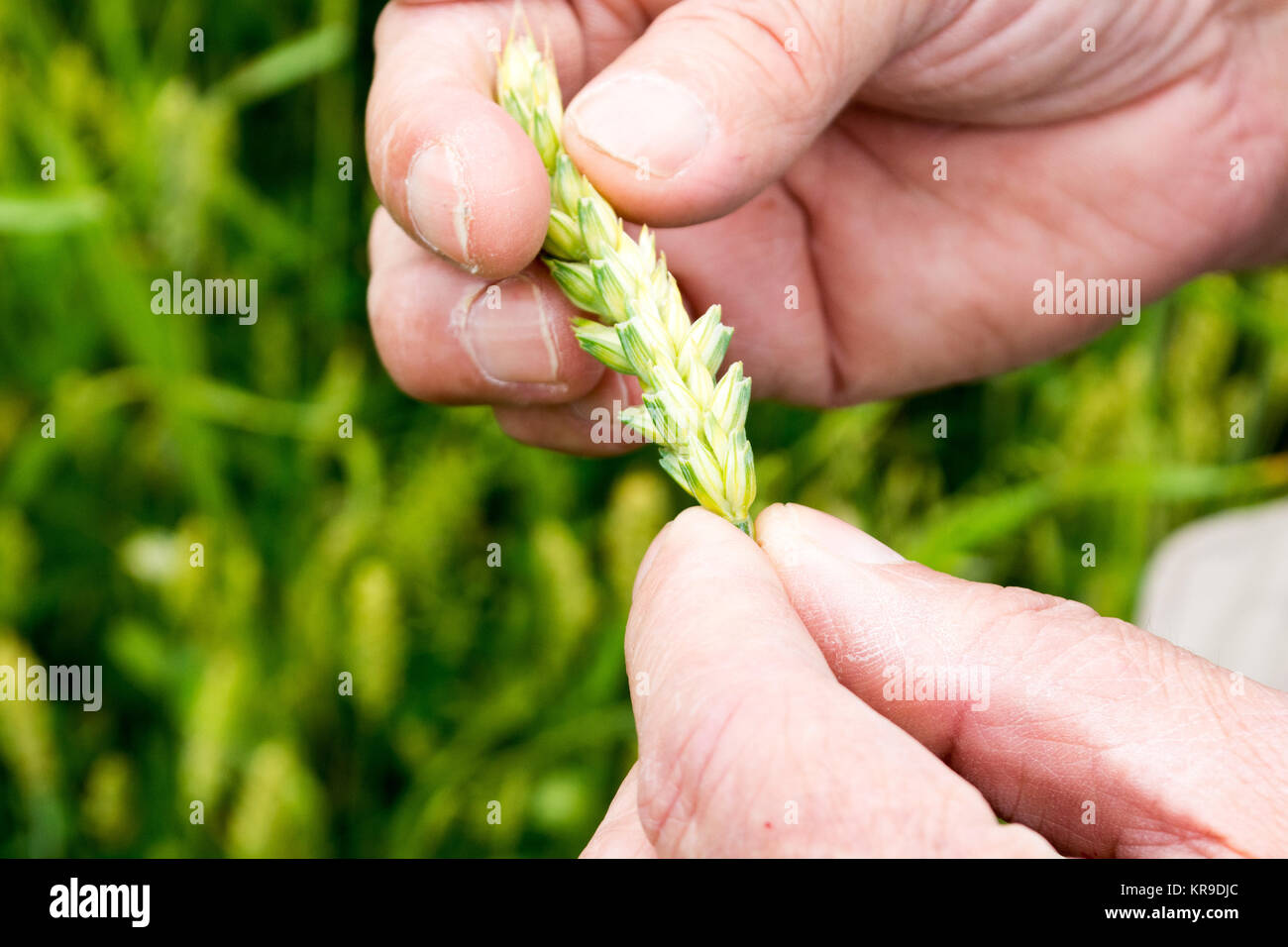 Farmers hand and wheat Stock Photo - Alamy