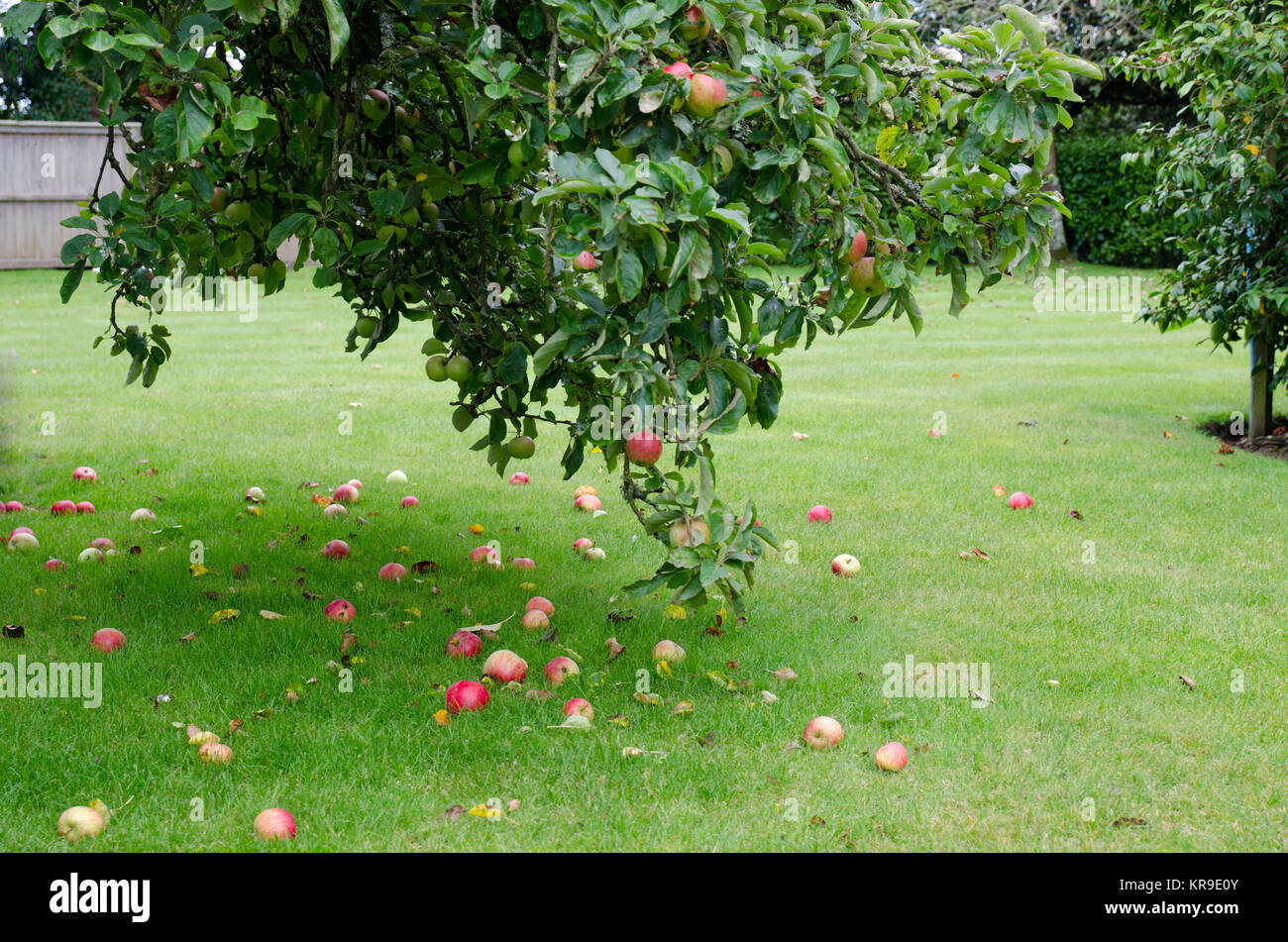 Apple tree with lots of fallen apples on the ground Stock Photo - Alamy