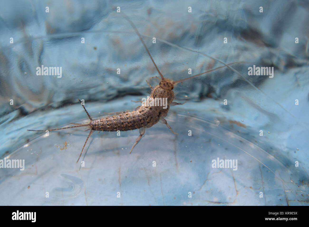Silverfish damage hi-res stock photography and images - Alamy